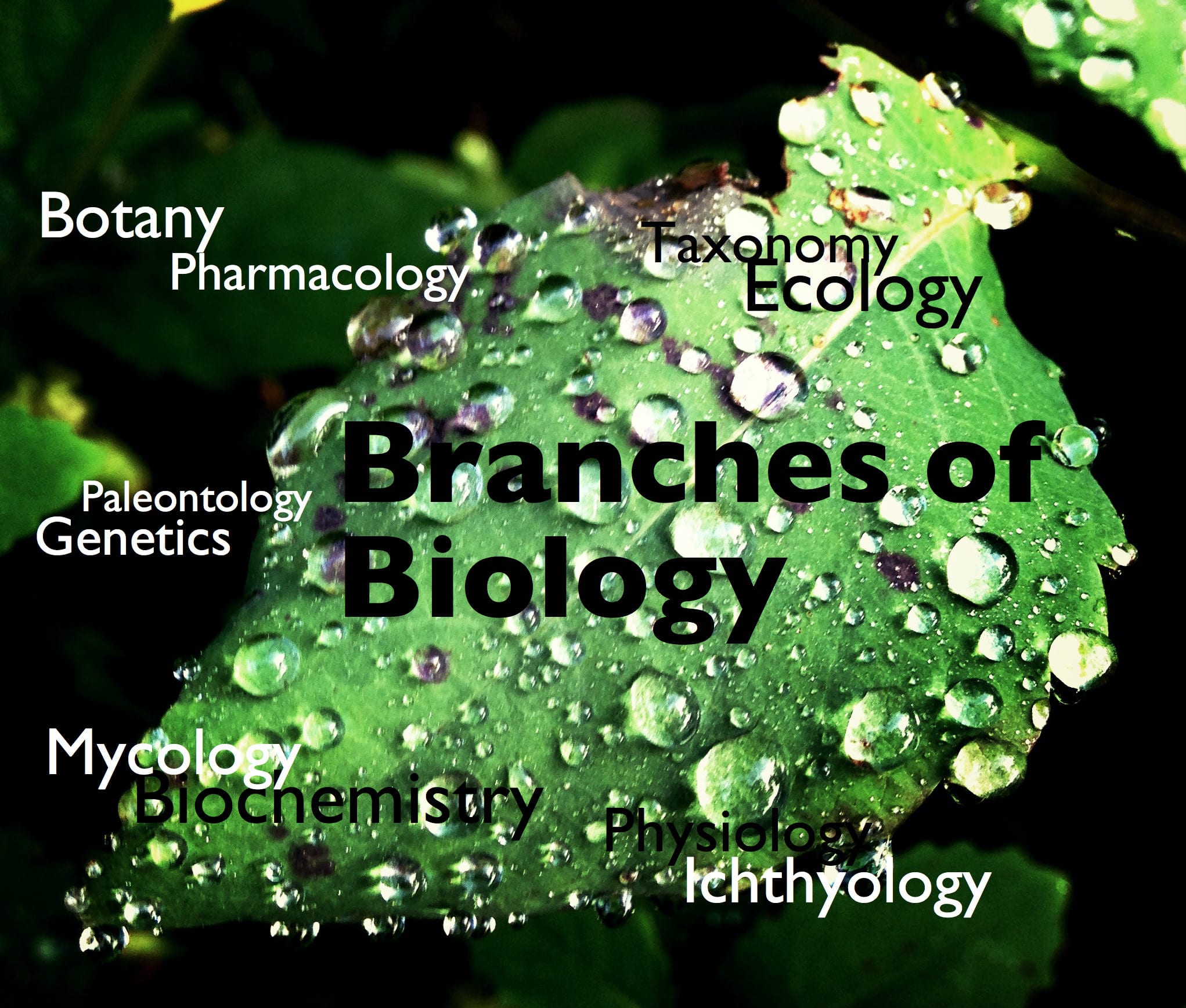 64 Branches of Biology and Their Meaning: From A to Z - Owlcation