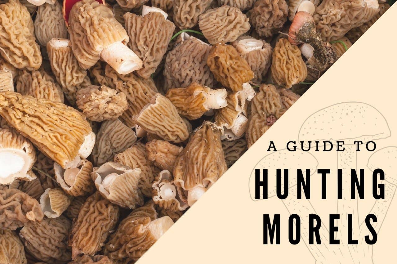 A Guide to Mushroom Hunting for Morels in Southern Oregon - Owlcation