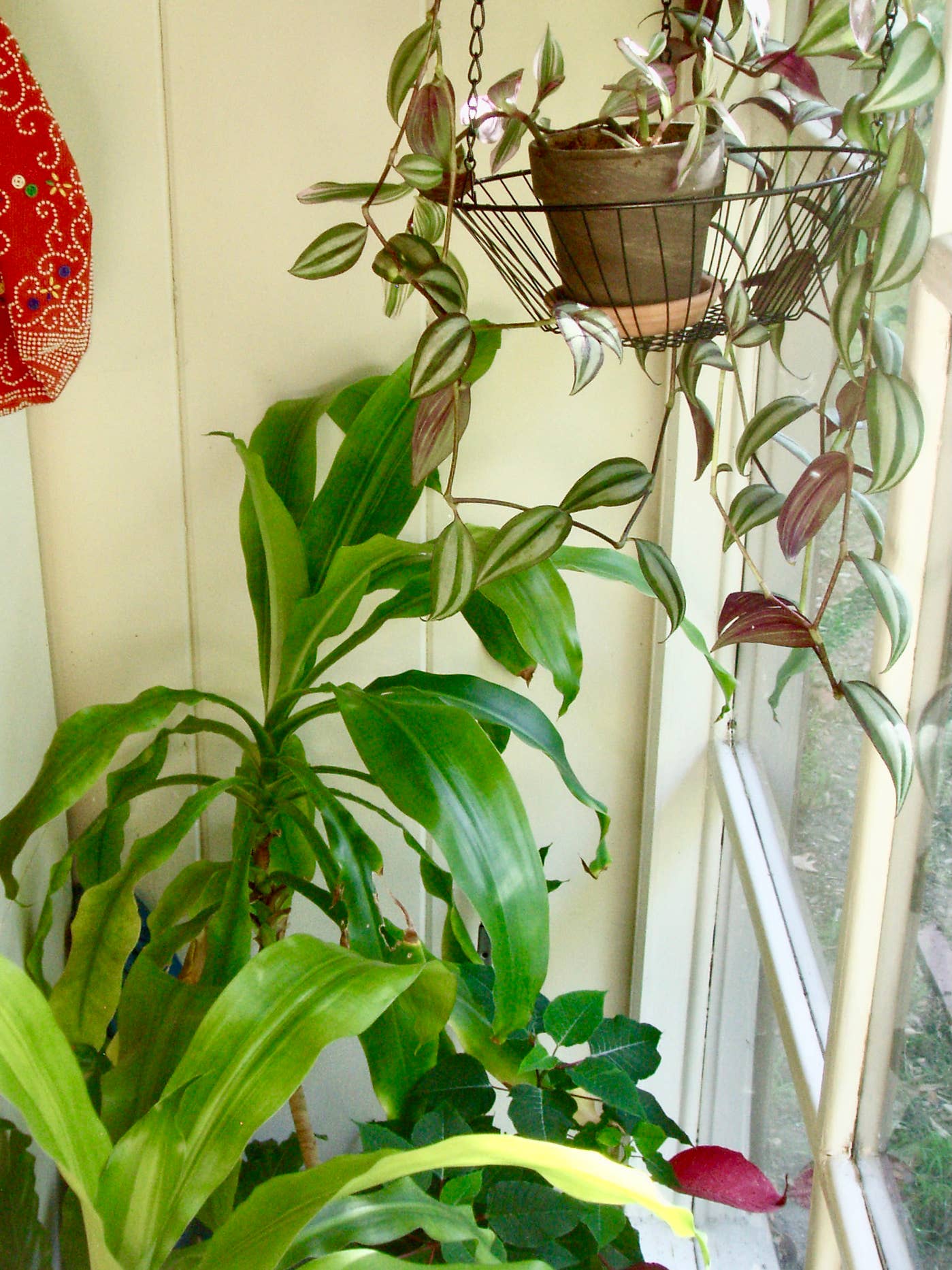 Photosynthesis and How Plants Use Water - Owlcation