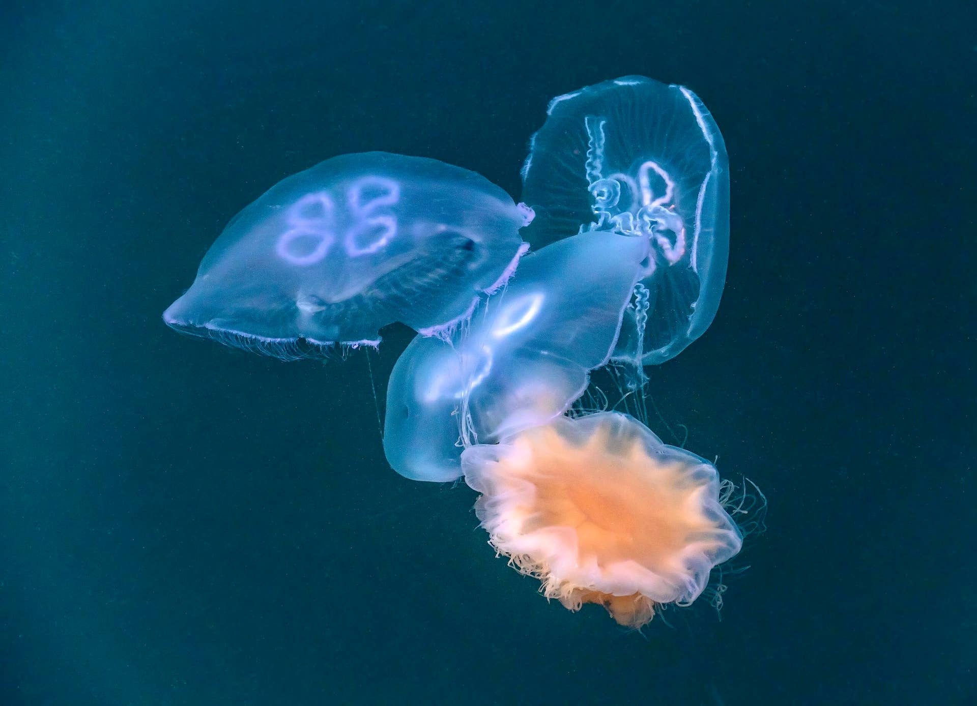 Sleep in Jellyfish: Interesting Animals Without a Brain - Owlcation
