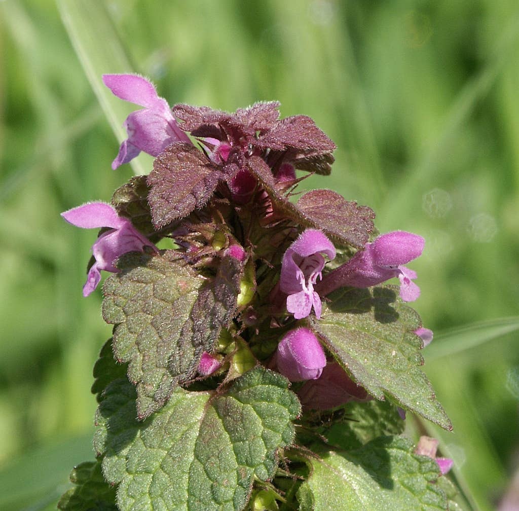 Spring Flowers of the Pacific Northwest: Facts and Photos - Owlcation