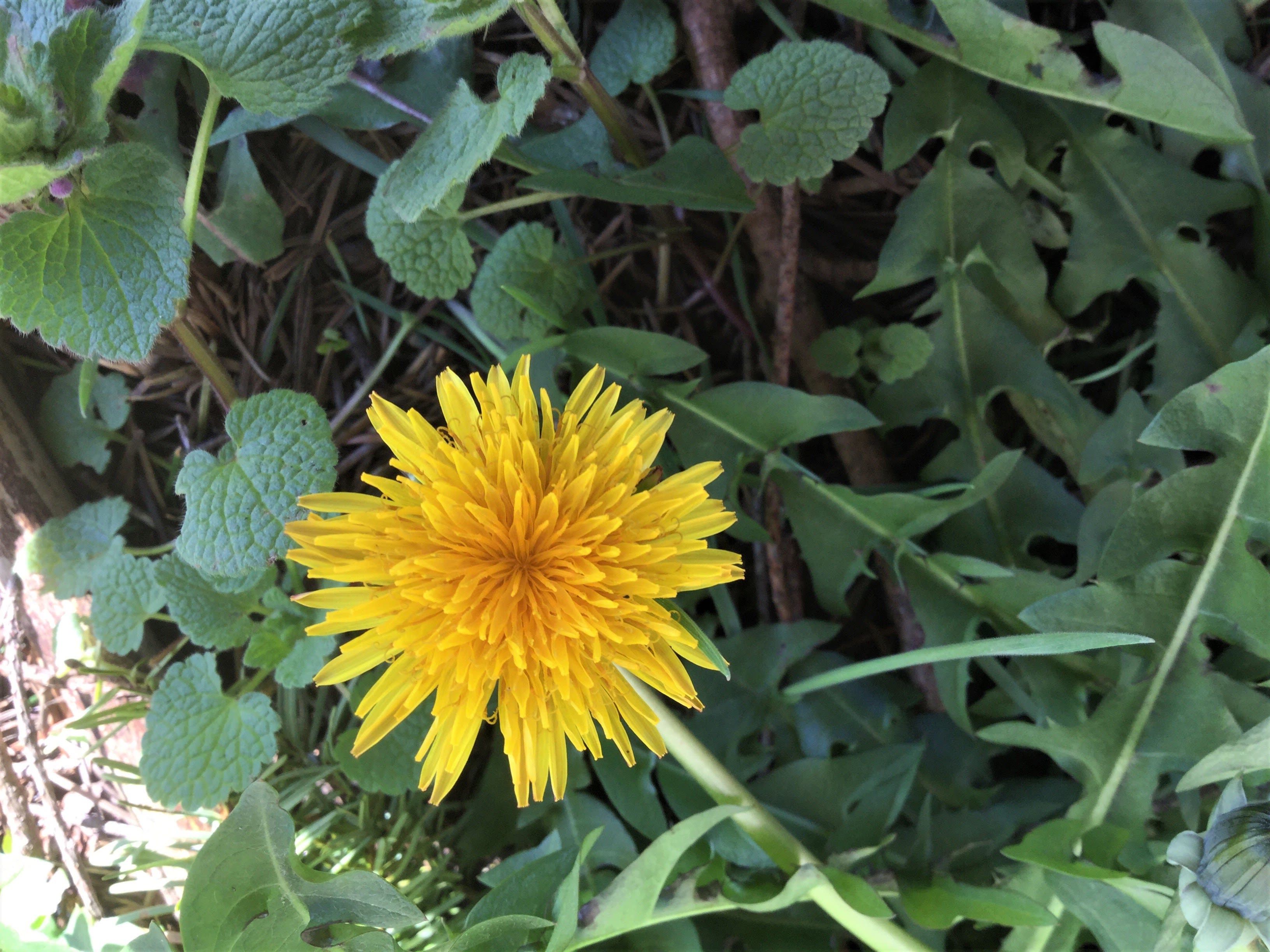 Spring Flowers of the Pacific Northwest: Facts and Photos - Owlcation