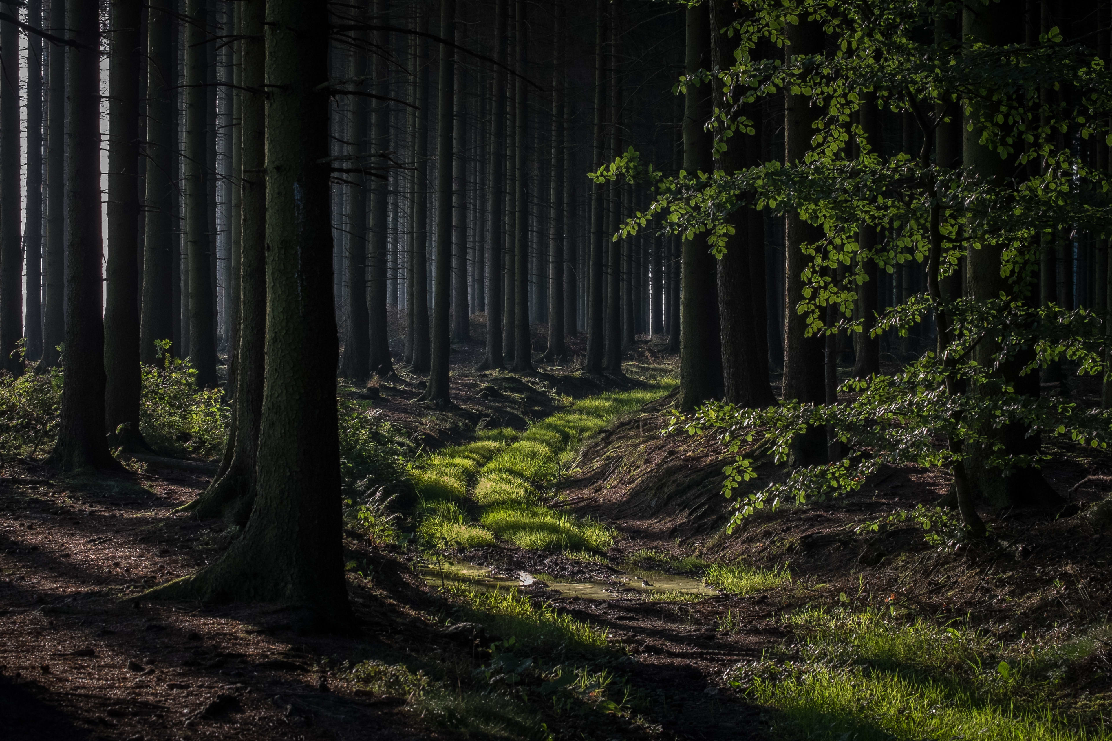 5 Mystical Forests of Europe - Owlcation