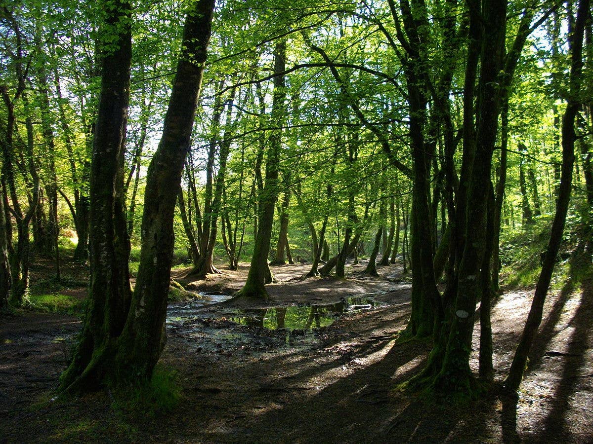 5 Mystical Forests of Europe - Owlcation