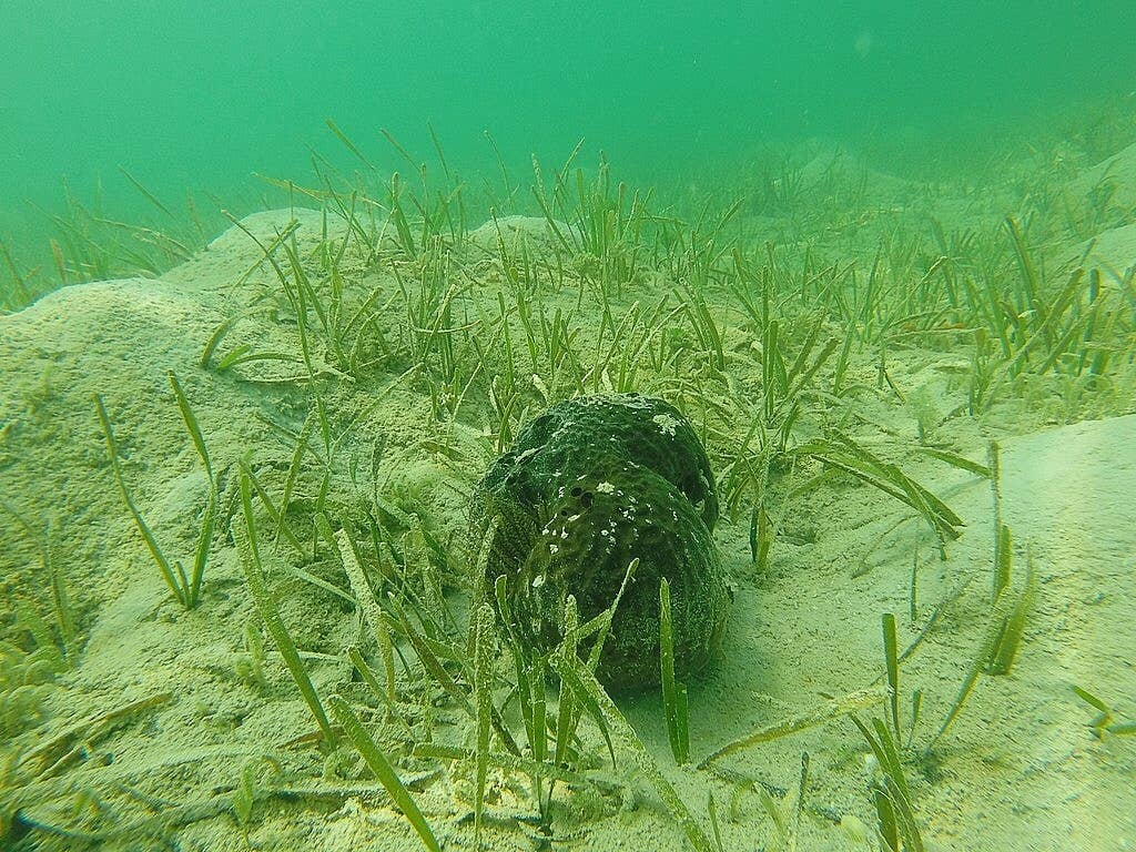 Manatee Species, Facts, and Problems: Intriguing Sea Cows - Owlcation