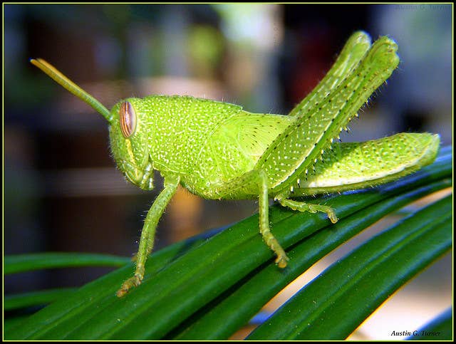 The 10 Incredibly Beautiful Insects and Bugs - Owlcation