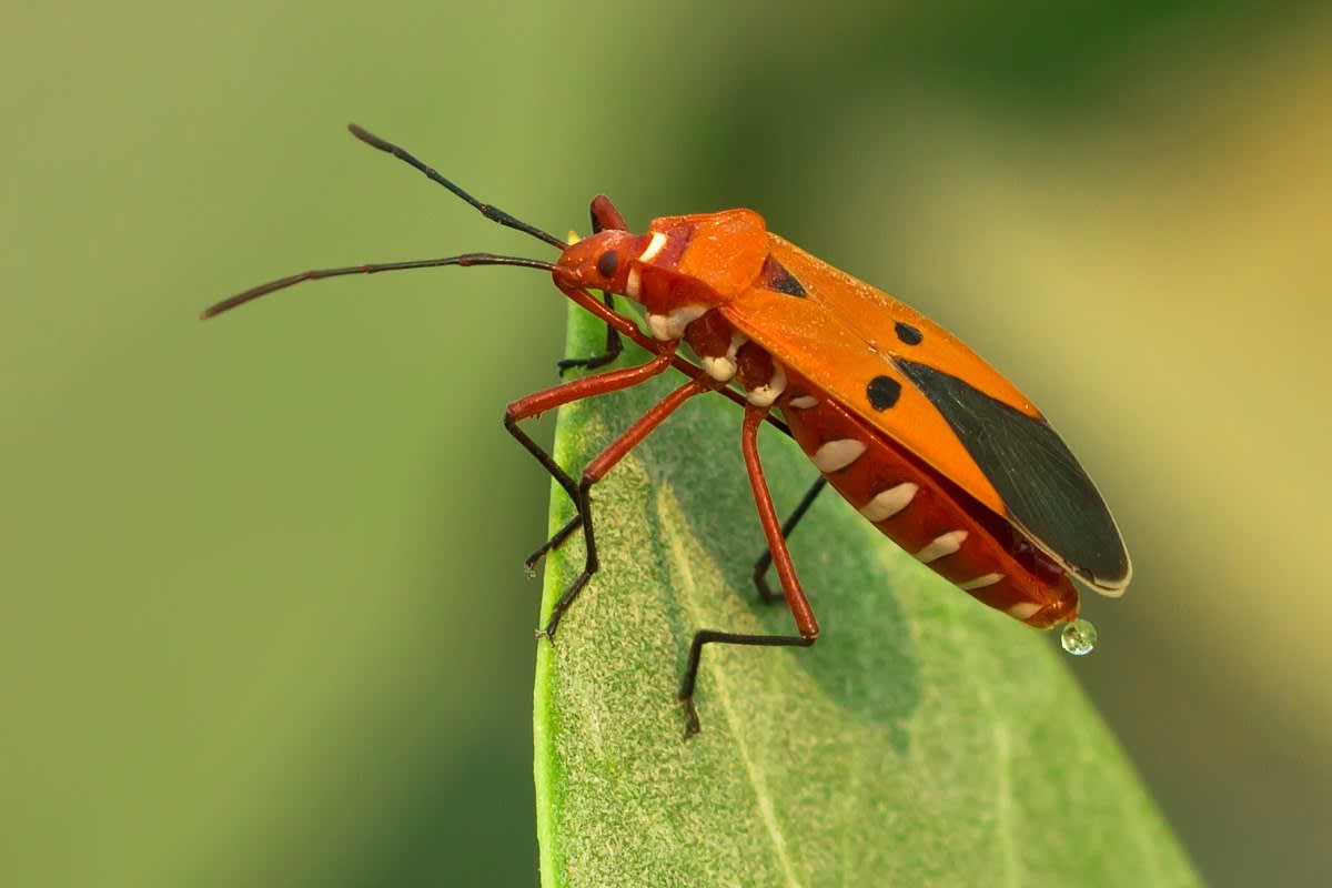 The 10 Incredibly Beautiful Insects and Bugs - Owlcation