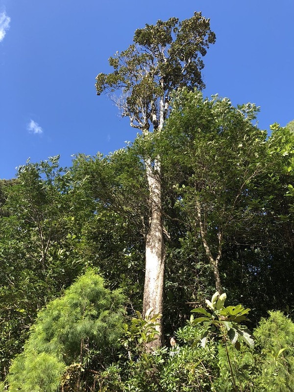 Living Organisms That Use Metals - Owlcation