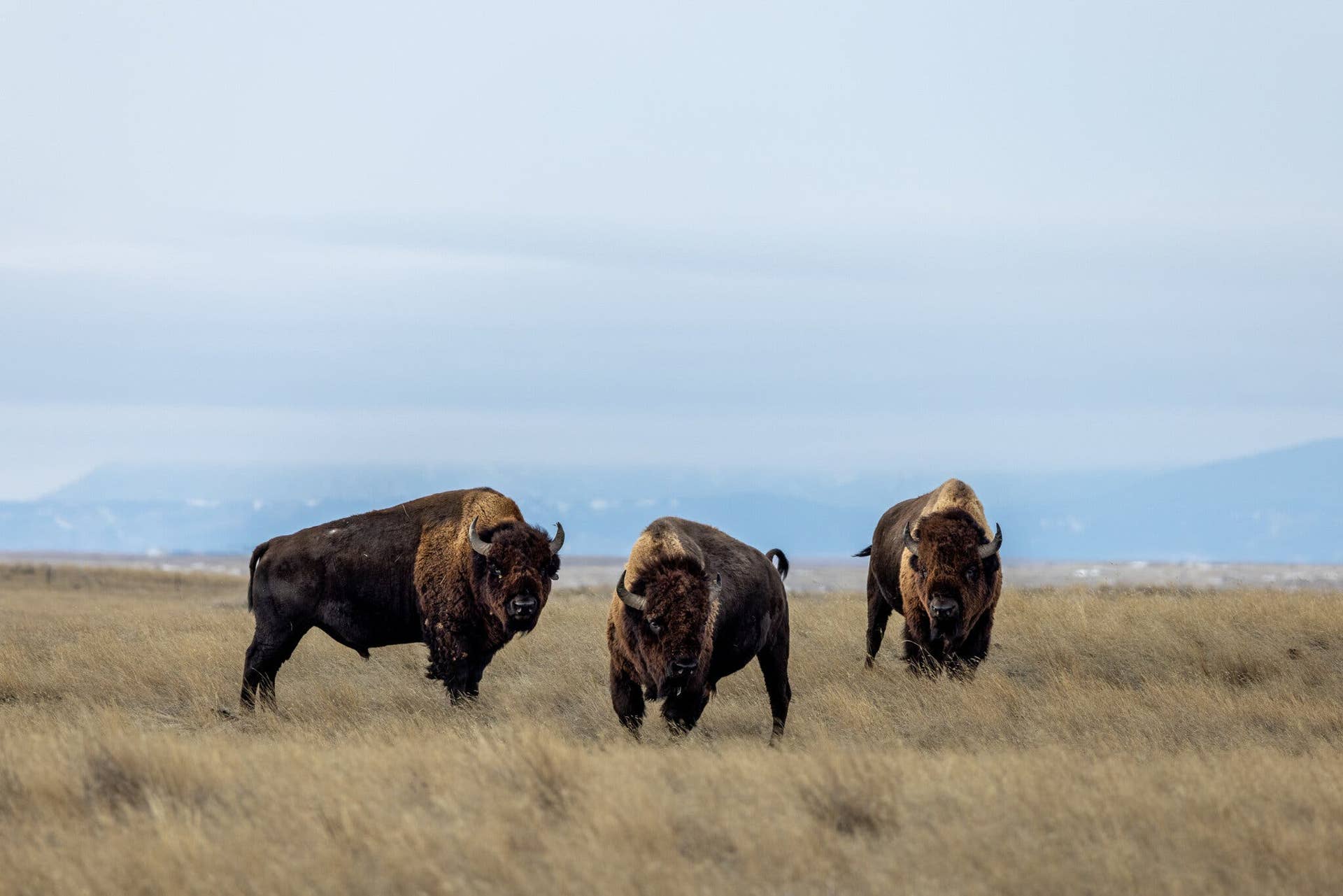 Back From the Brink: History of the Conservation of the American Bison ...