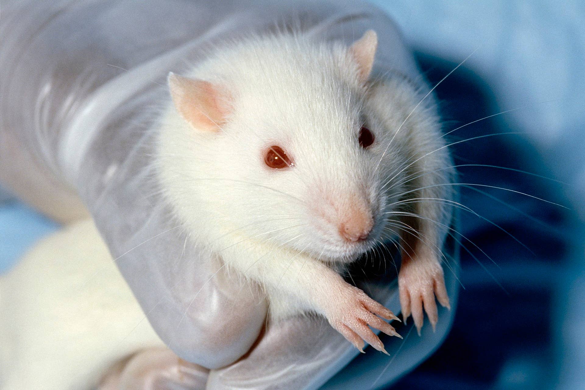 The Pros and Cons of Animal Research in Psychology - Owlcation