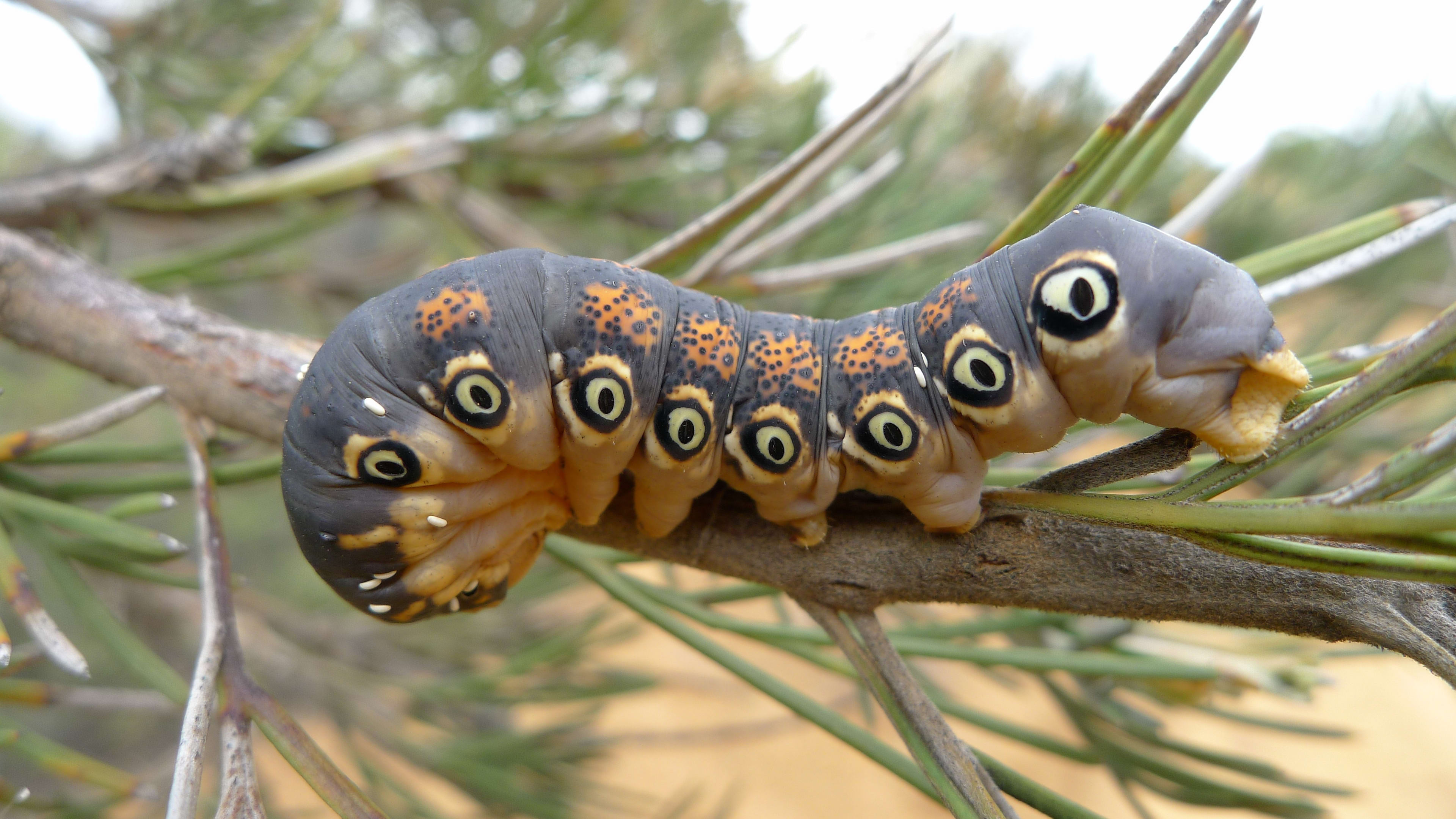 Why Do Caterpillars Turn Into Butterflies? - Owlcation