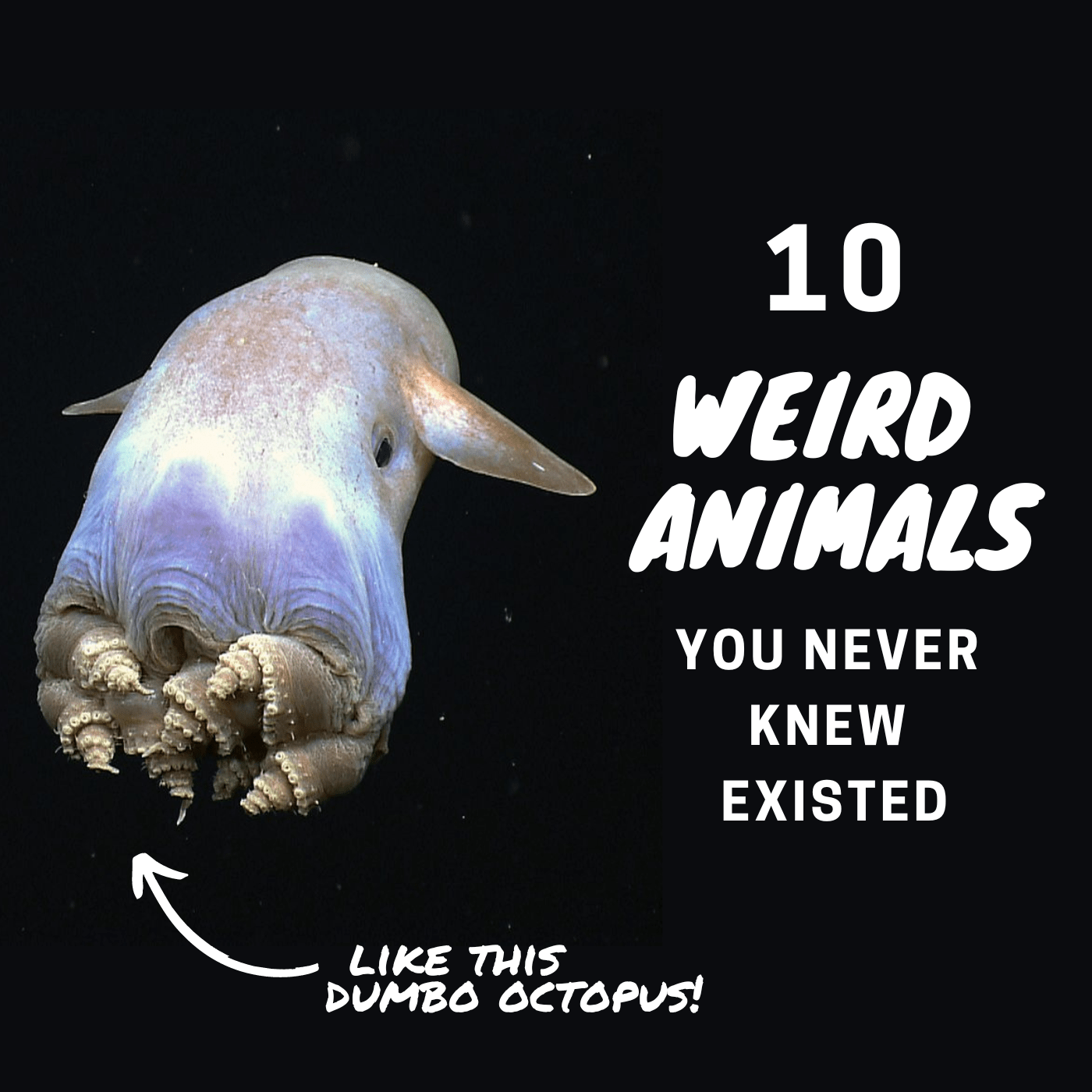 The 10 Most Interesting Animal Species You Probably Haven't Heard Of ...