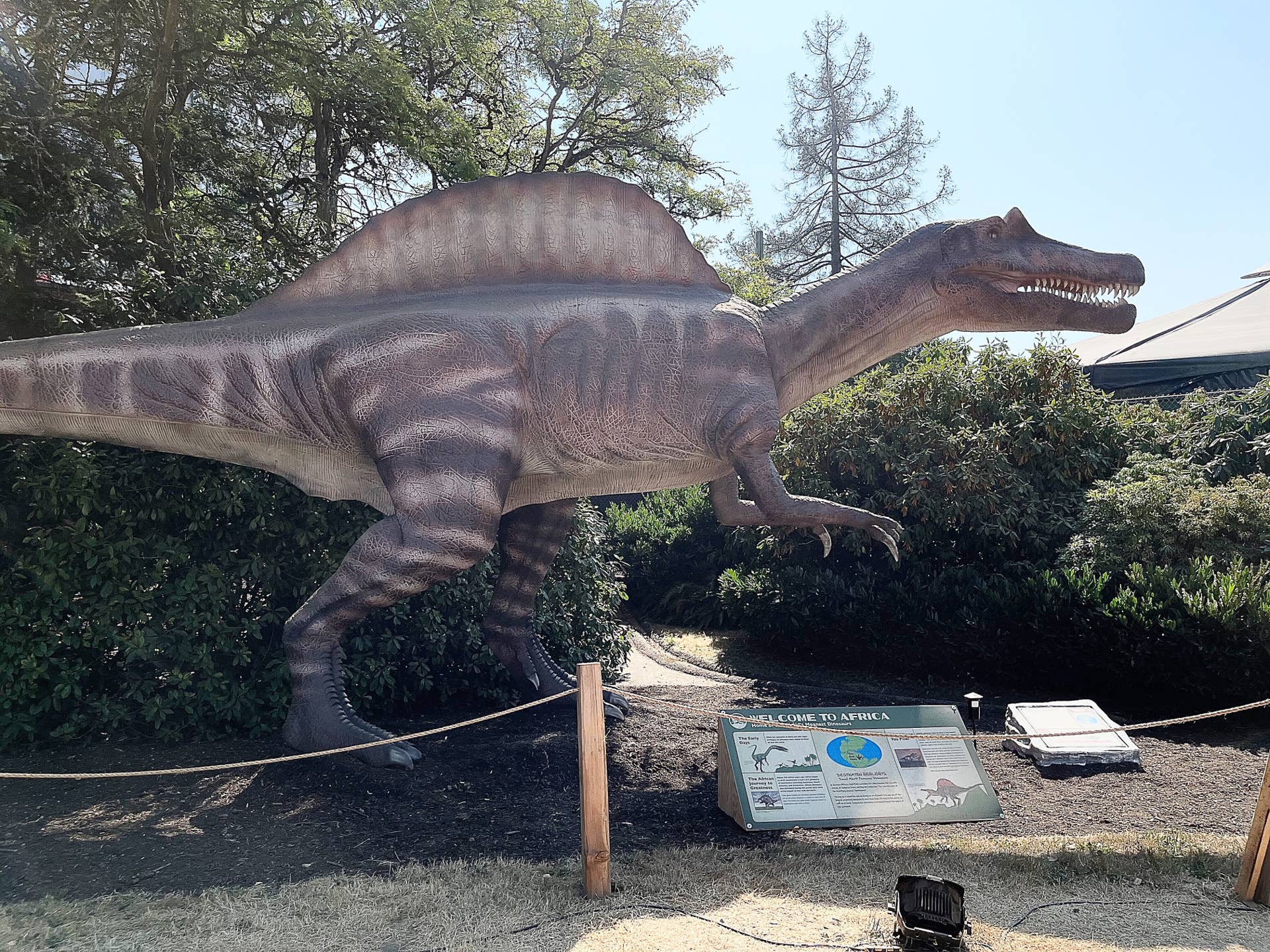11 Intriguing Dinosaurs: Physical Appearance and Life Facts - Owlcation