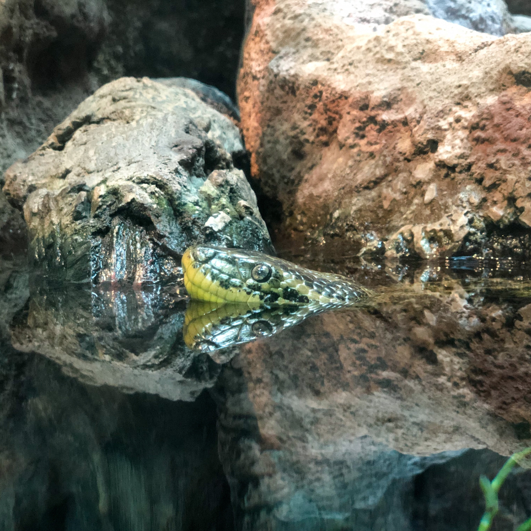 The Anaconda: Largest Snake in the World - Owlcation