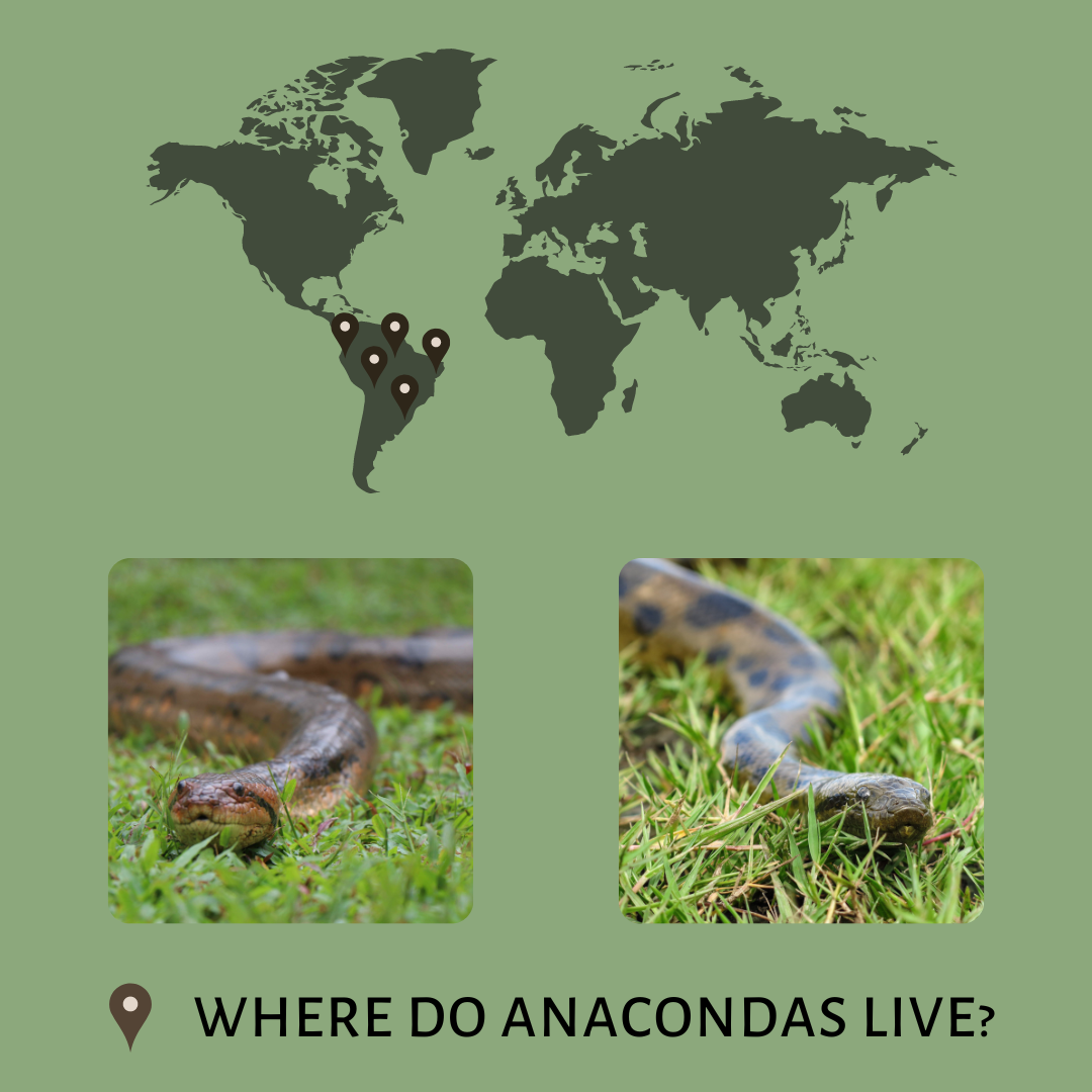 The Anaconda: Largest Snake in the World - Owlcation