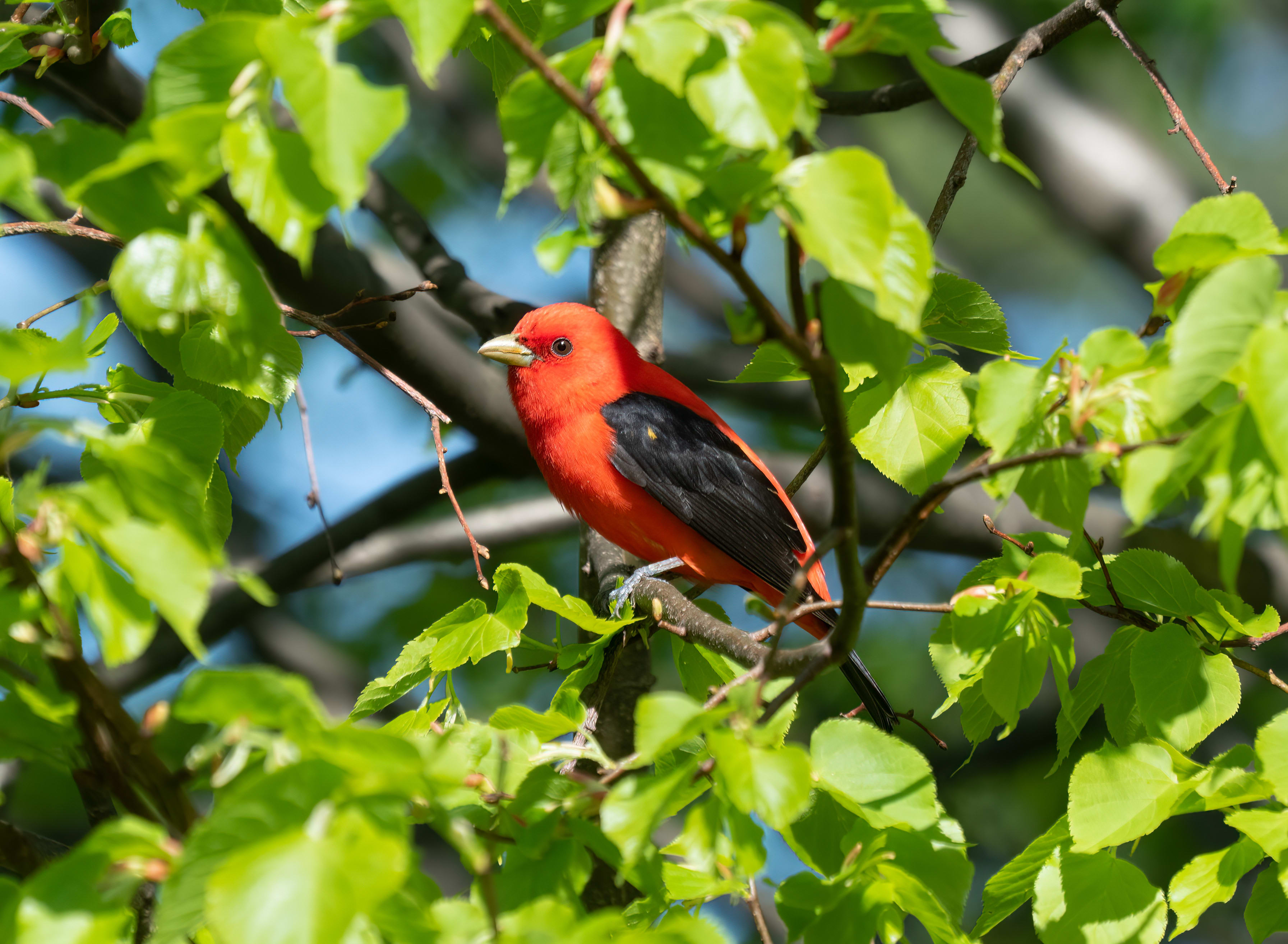 Northern Cardinal: North Carolina's State Bird (ID Guide) - Owlcation