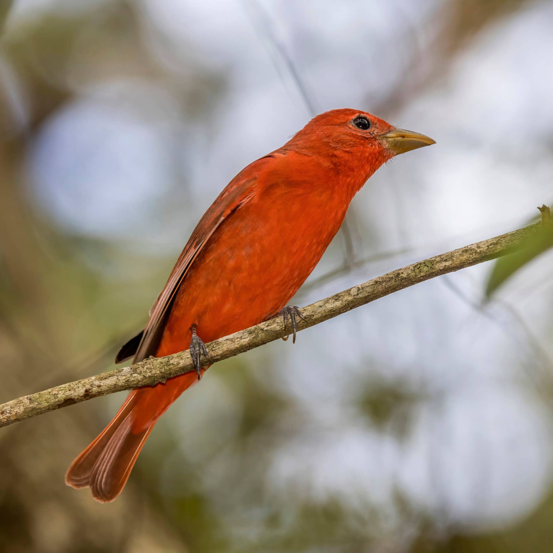 Northern Cardinal: North Carolina's State Bird (ID Guide) - Owlcation