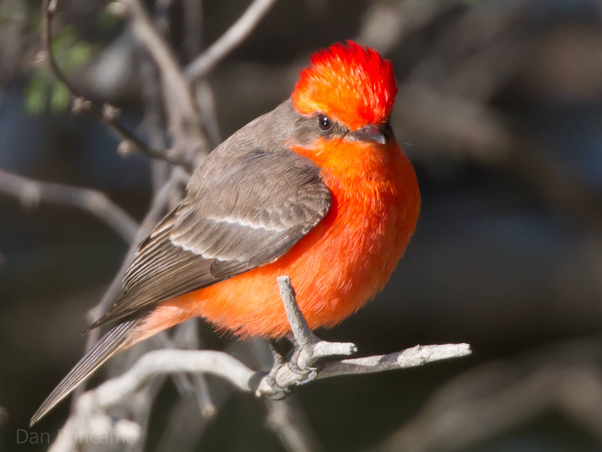 Northern Cardinal: North Carolina's State Bird (ID Guide) - Owlcation