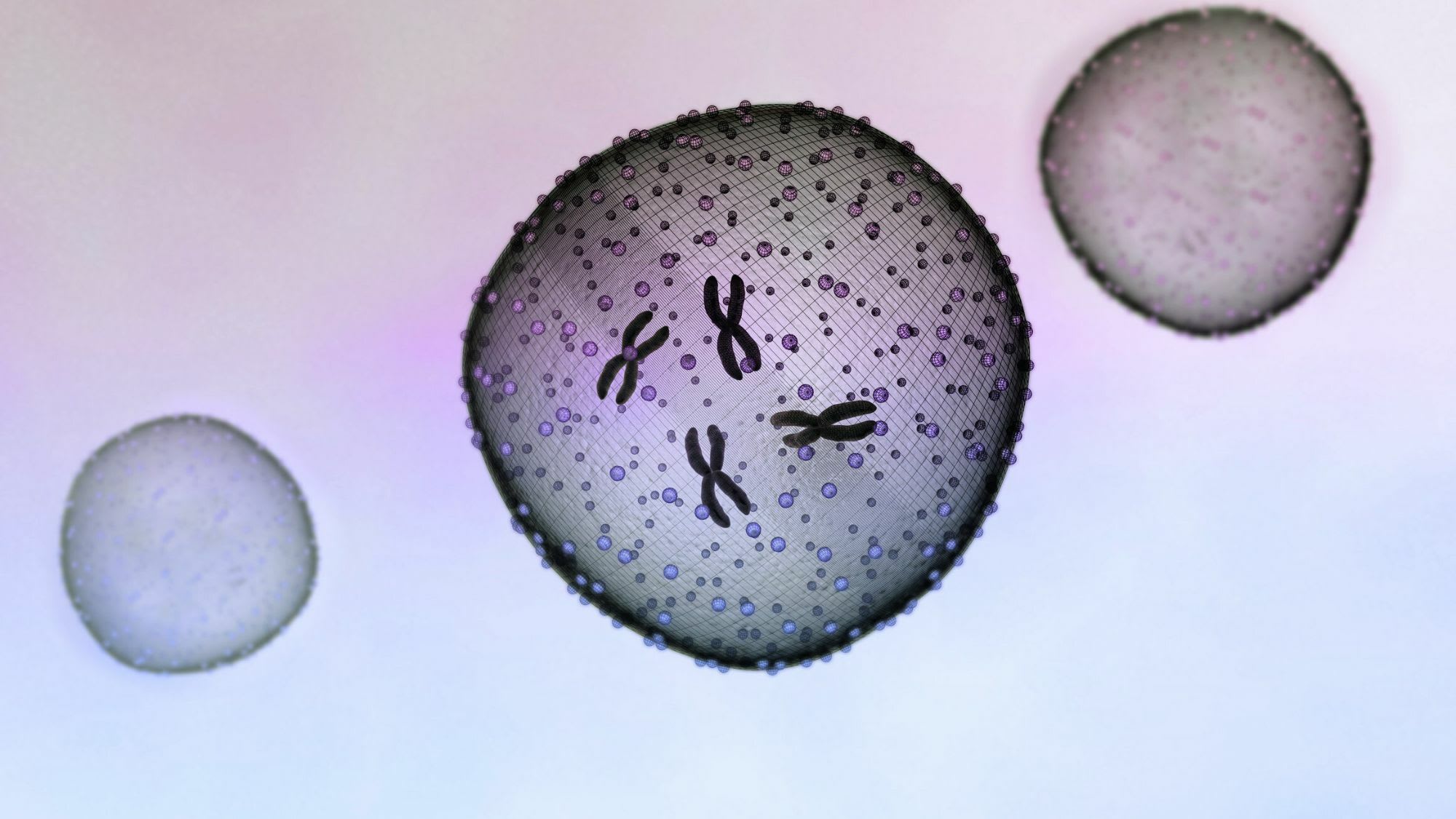 telophase 1 under microscope