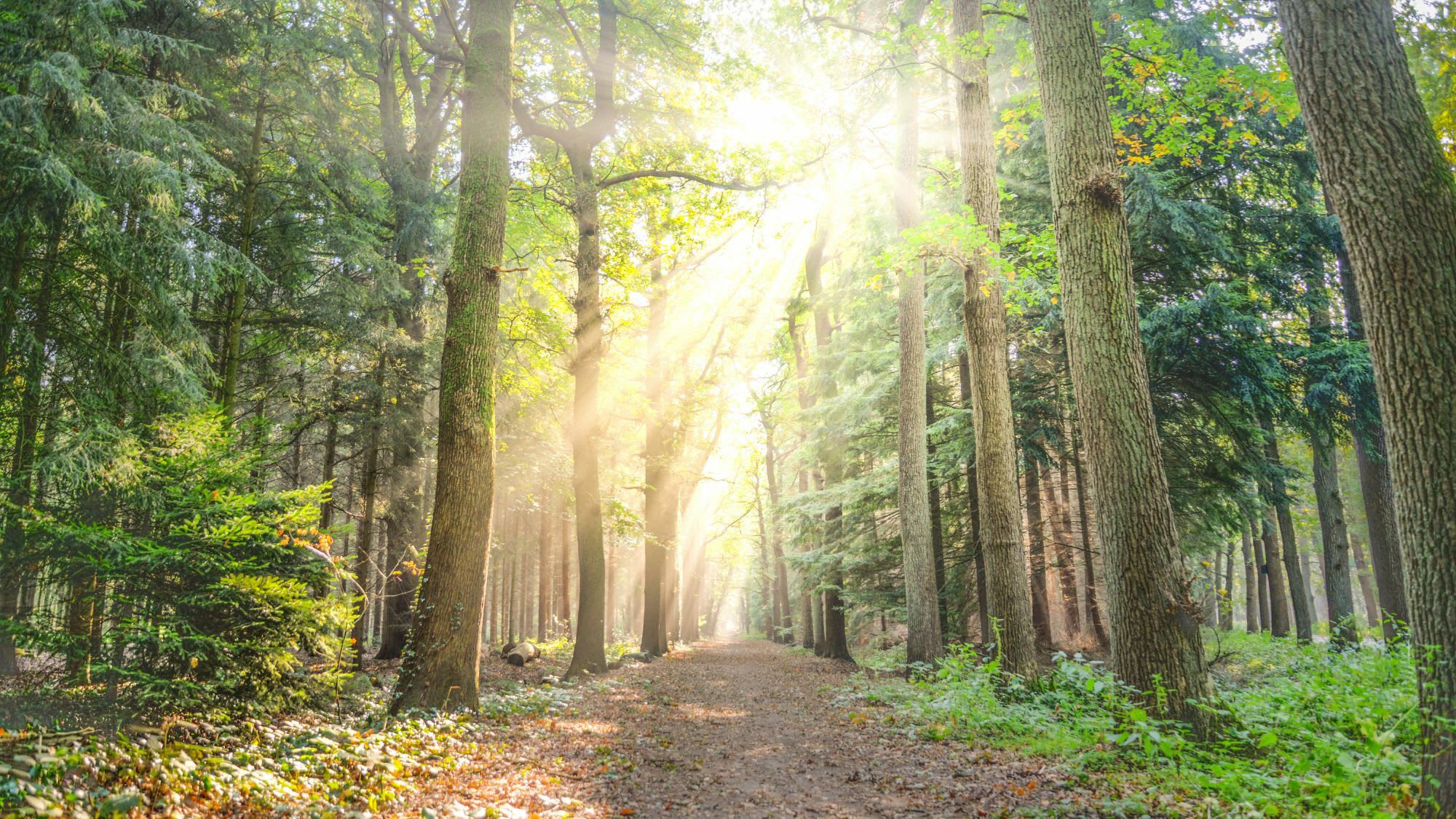 Descriptive Essay Example: Morning Jog in the Park - Owlcation