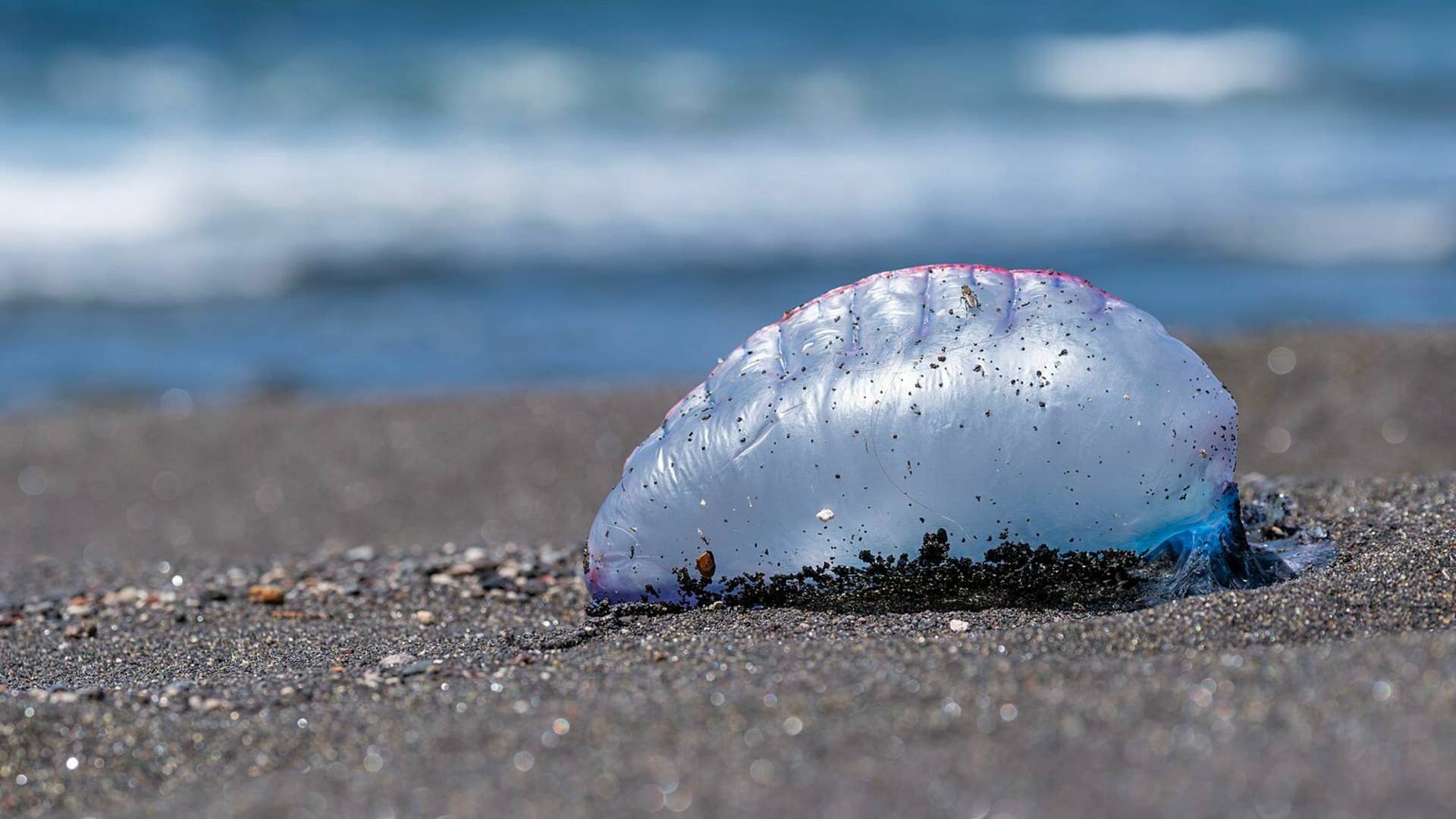 7 of Greece's Deadliest Animals: Insects, Snakes, and More - Owlcation