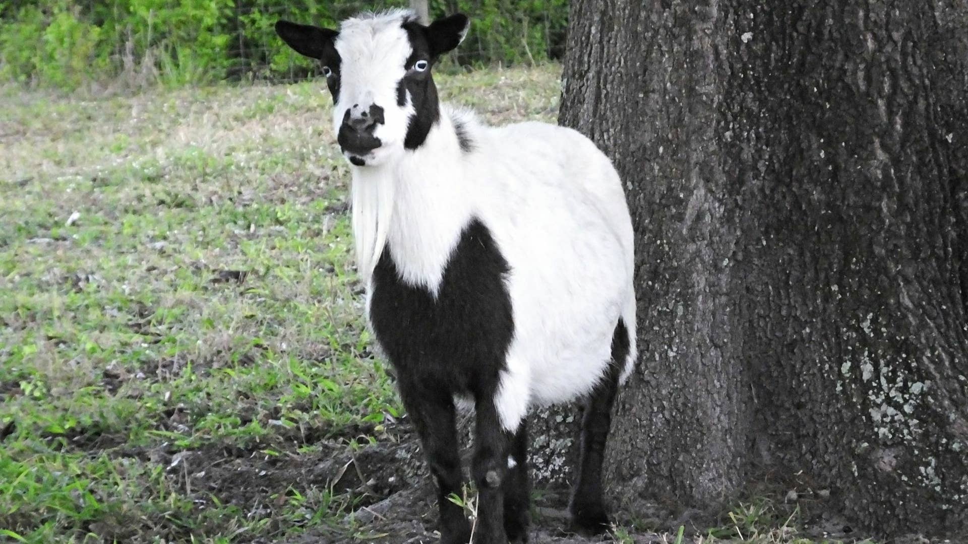 Fainting Goats: Why Do They Faint? - Owlcation