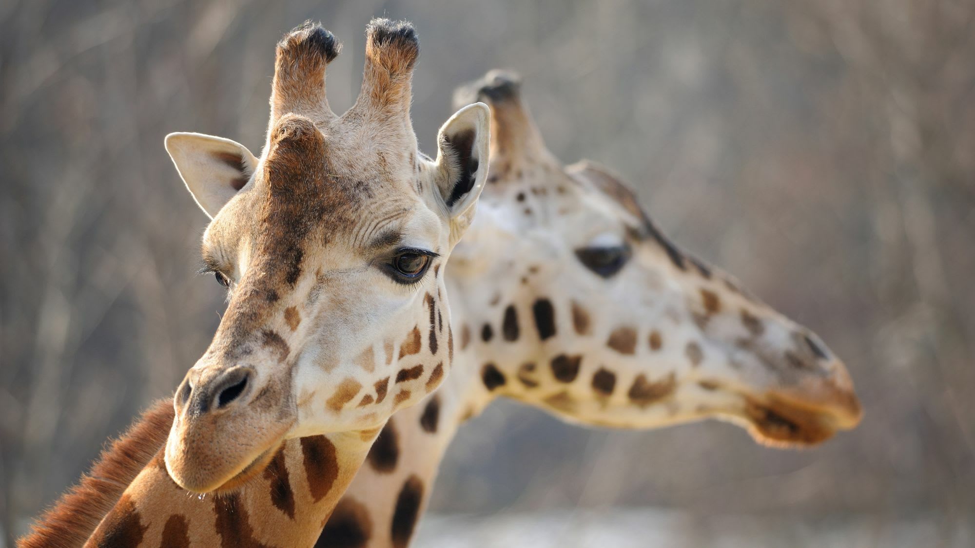 12 Sounds Giraffes Make - Owlcation