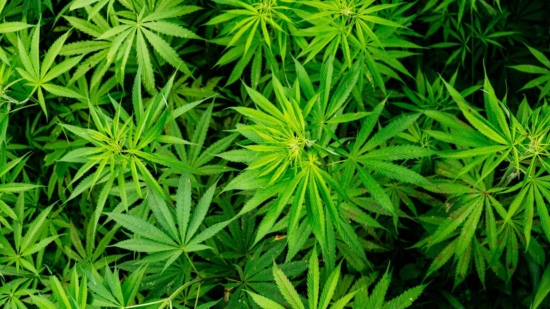 The Mango-Myrcene-THC Connection: Is It for Real? - Owlcation