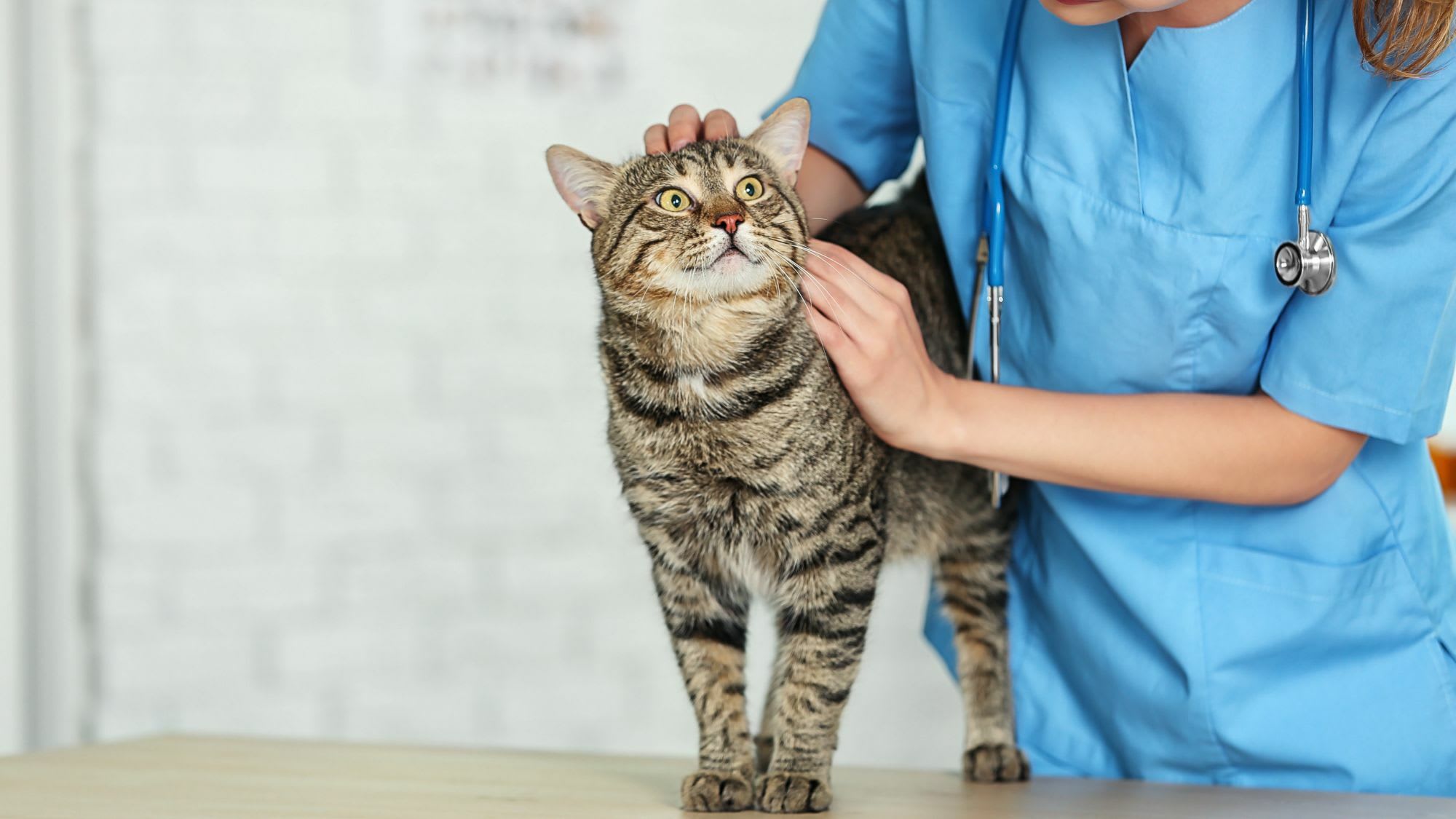 Acepromazine, Ketamine, and Propofol and Their Applications in ...