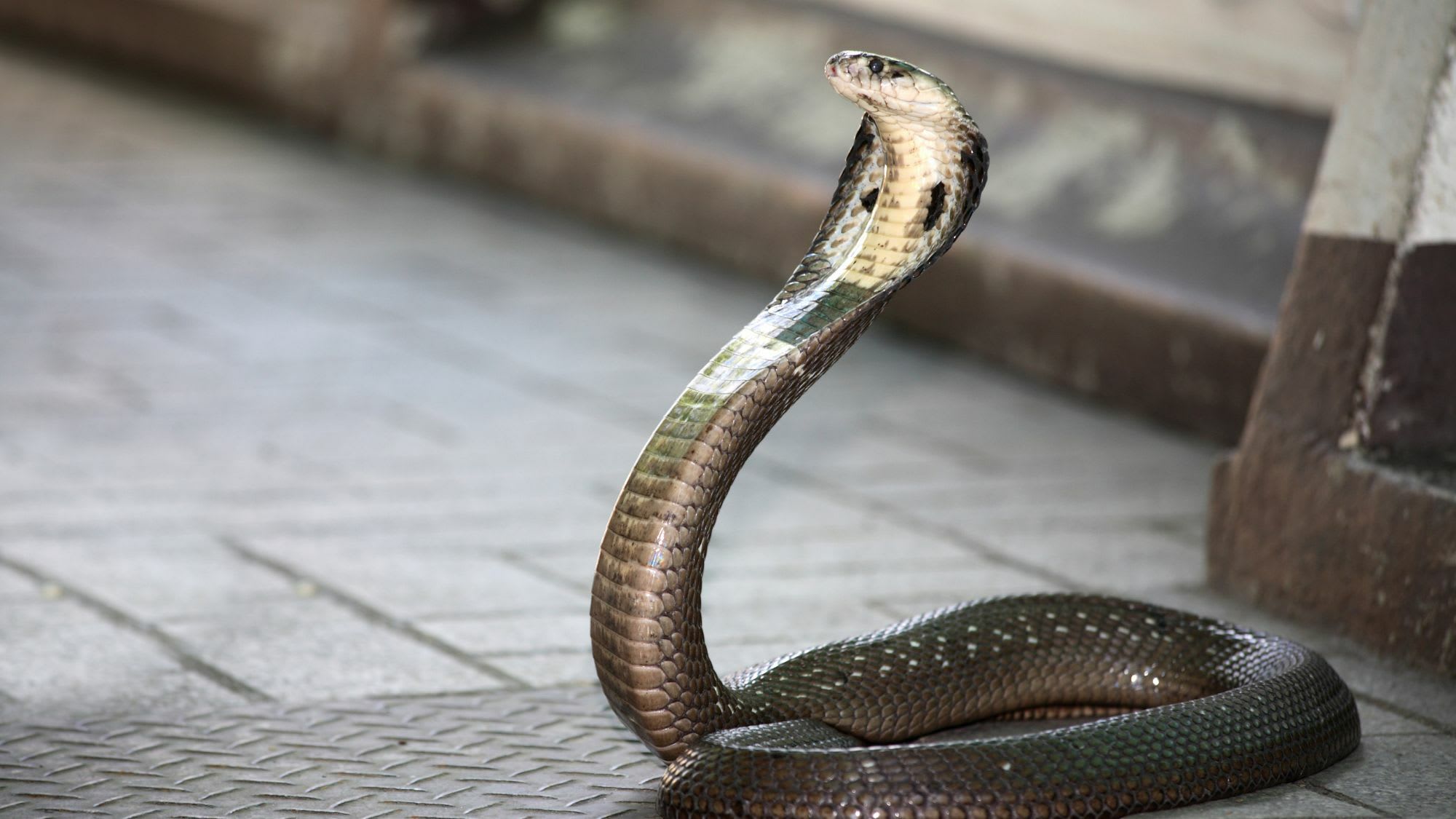 19 Awesome Facts About King Cobra Snakes - Owlcation