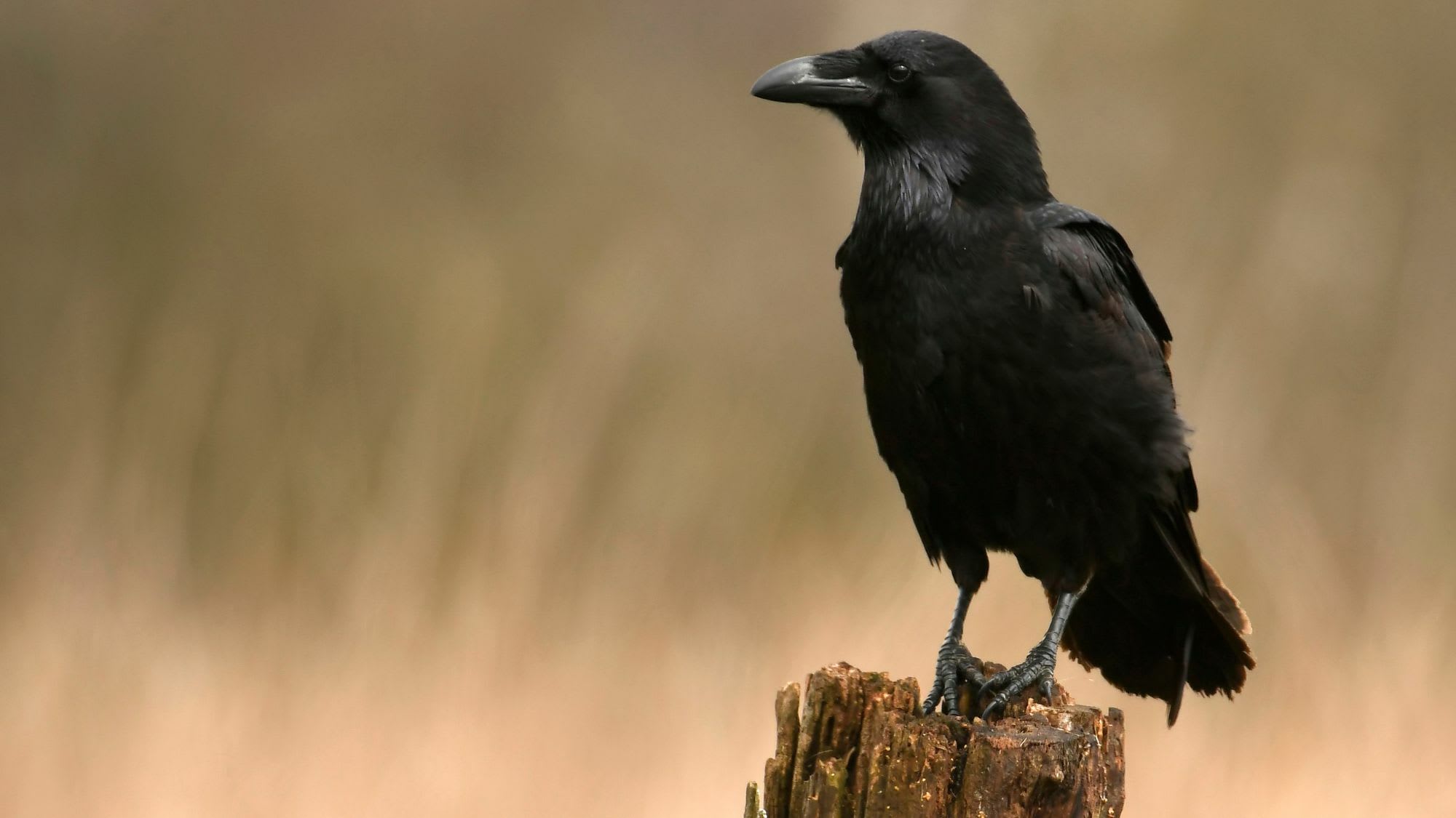 Ravens: Interesting Facts, Photos, Videos, and Mythology - Owlcation