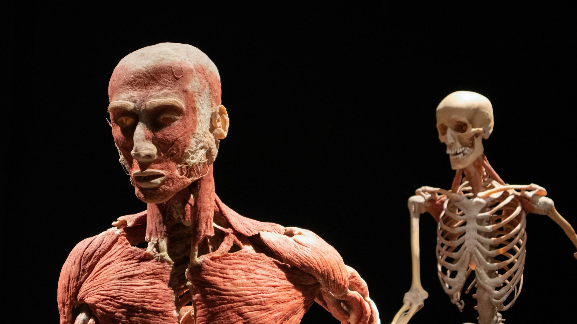 Human Muscular System: What's the Busiest Muscle in the Body? - Owlcation