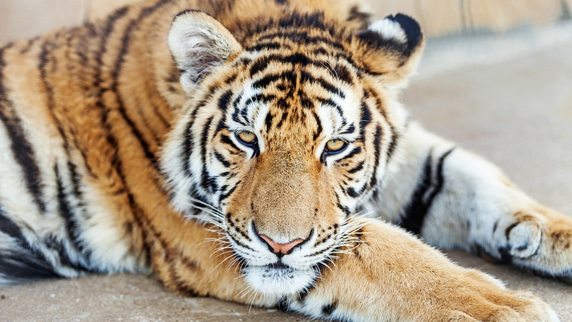 What Do Tigers Eat in Zoos? - Owlcation