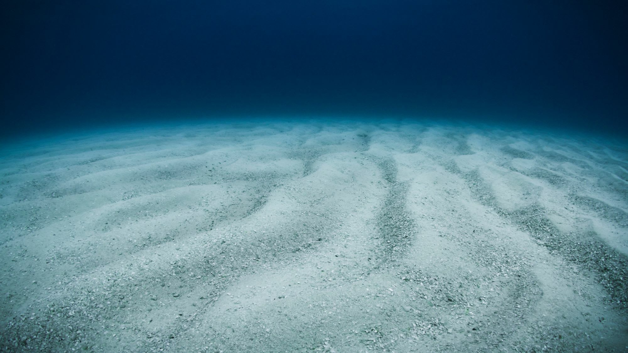 List of Ocean Animals: A Through Z - Owlcation