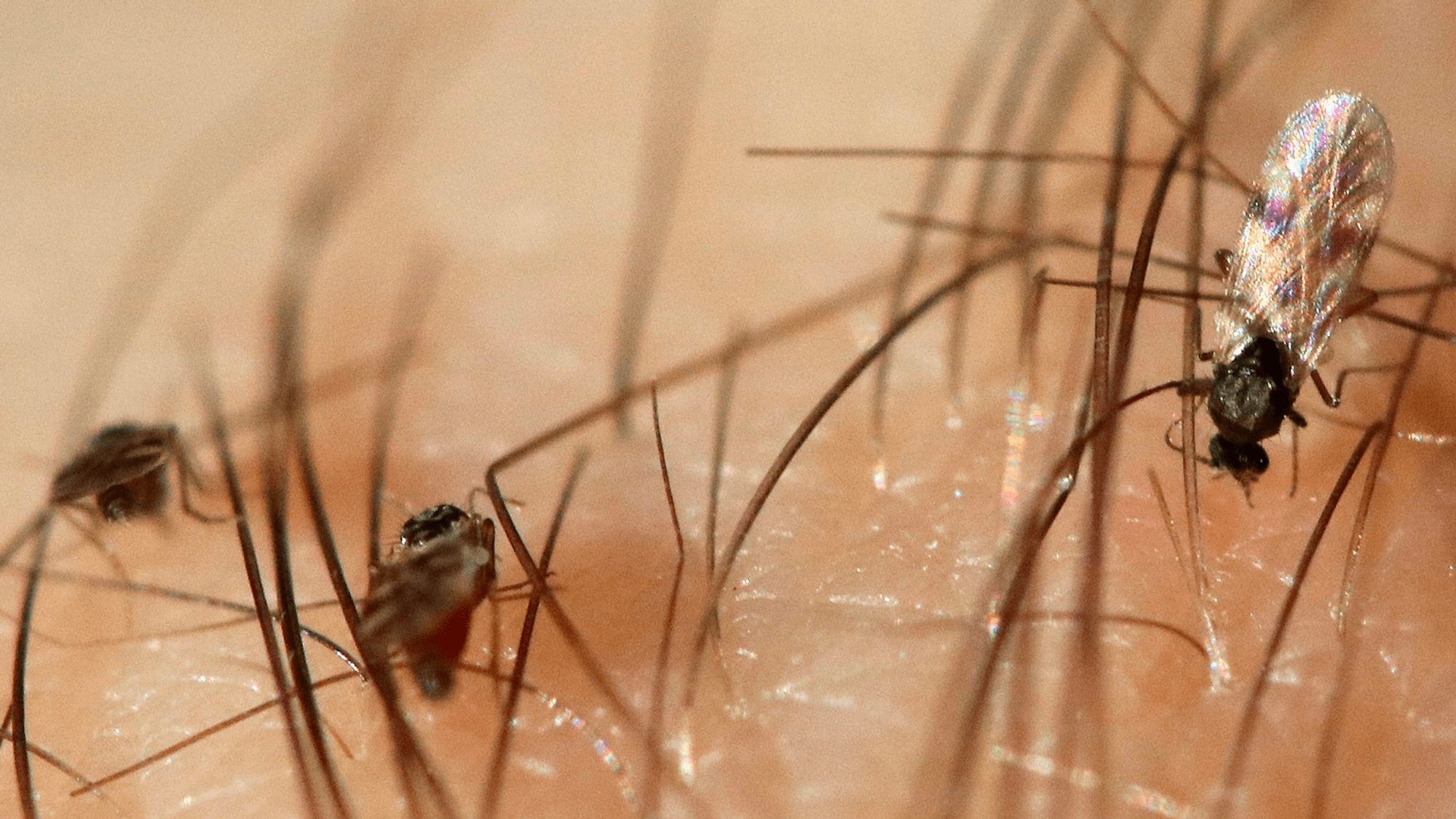 Biting Midges: The Vampire Gnats of the Insect World - Owlcation