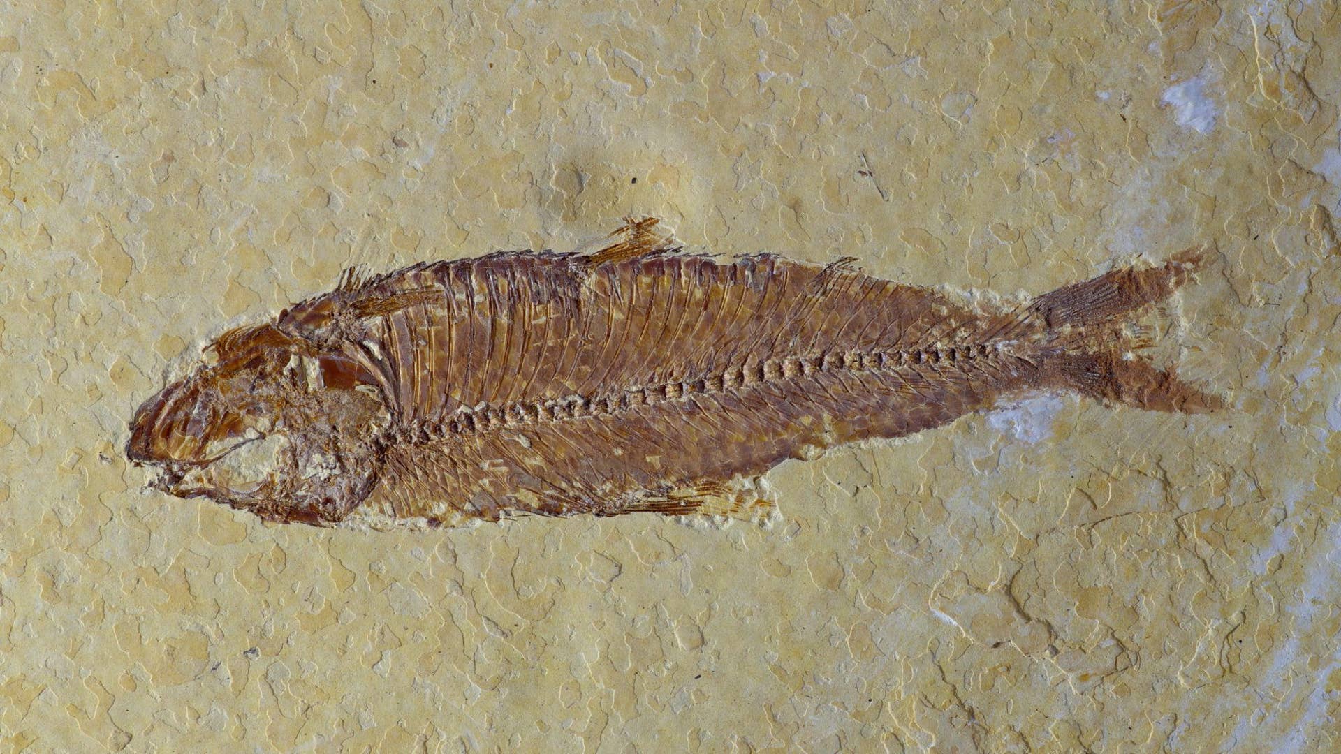 After the Dinosaurs: Life in the Eocene - Owlcation