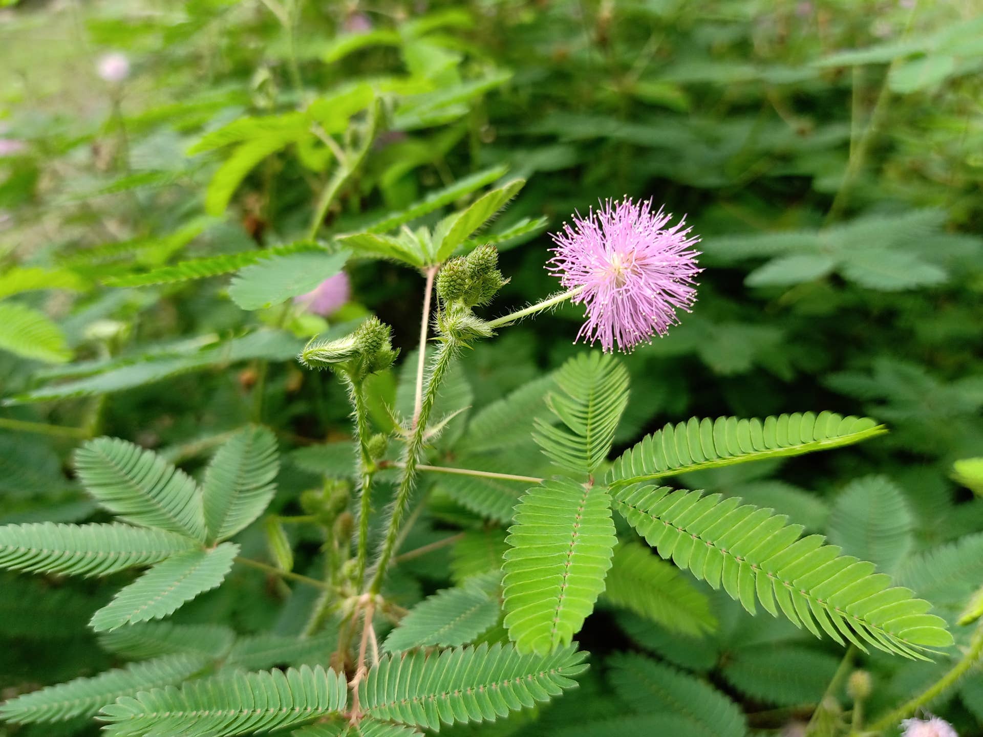 The 7 Strangest Flowers Worldwide - Owlcation