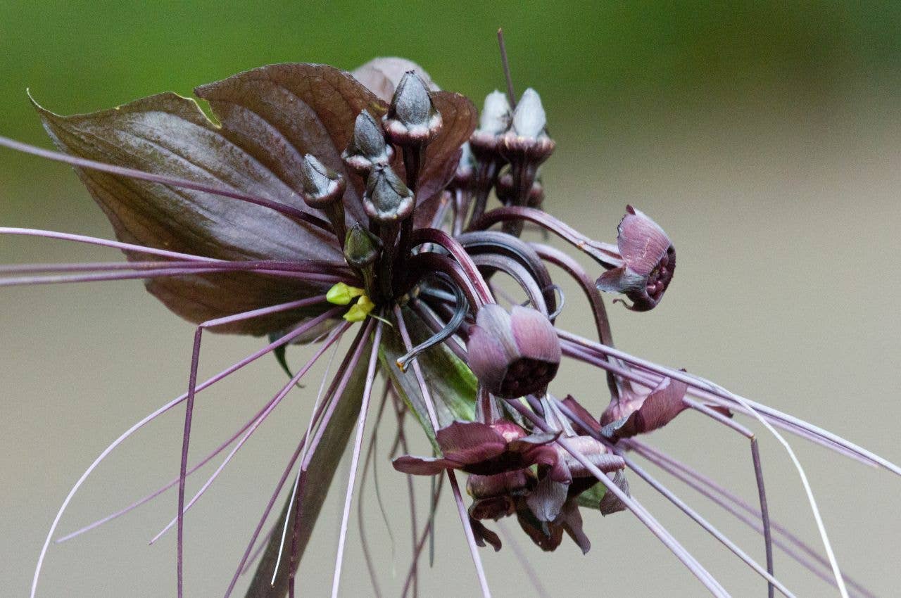 The 7 Strangest Flowers Worldwide - Owlcation