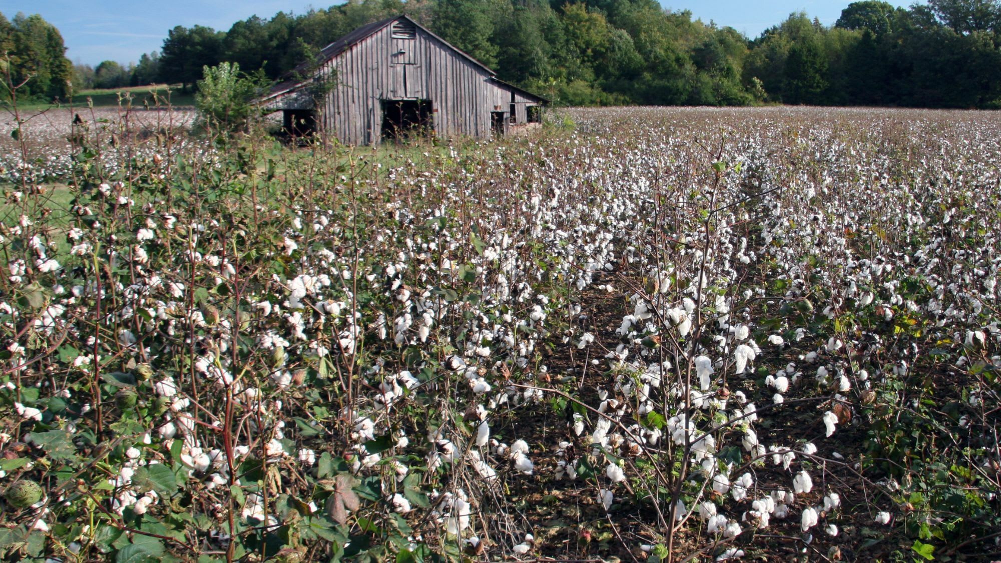 A Comprehensive Guide to Crop Identification - Owlcation