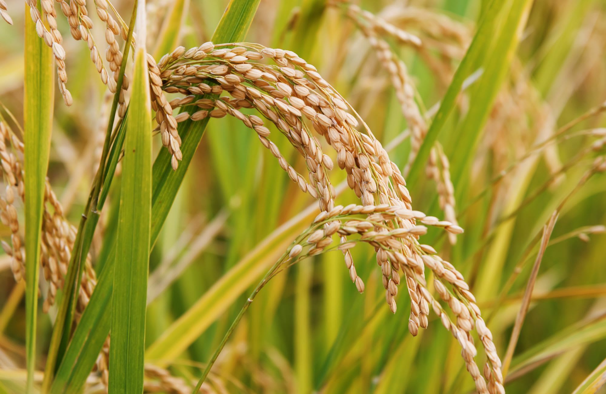 A Comprehensive Guide to Crop Identification - Owlcation