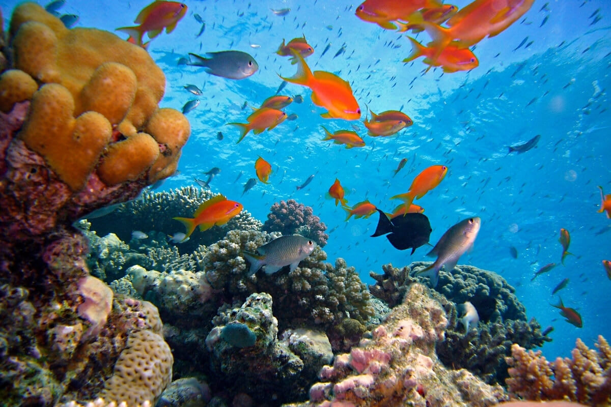 List of Ocean Animals: A Through Z - Owlcation