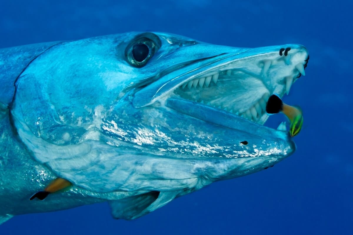 List of Ocean Animals: A Through Z - Owlcation