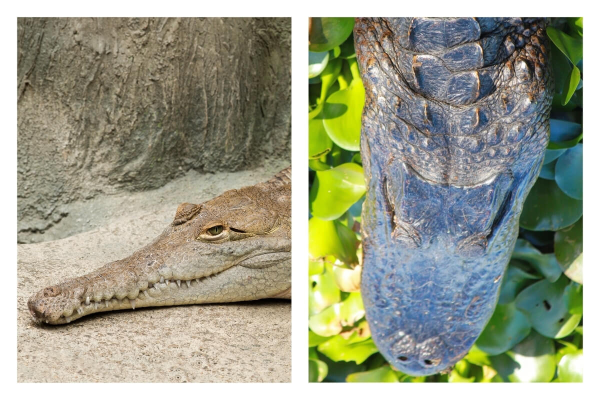What's the Difference Between Alligators and Crocodiles? - Owlcation