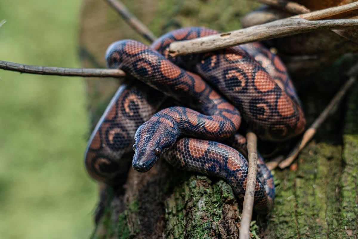 13 Most Beautiful Snakes in the World - Owlcation