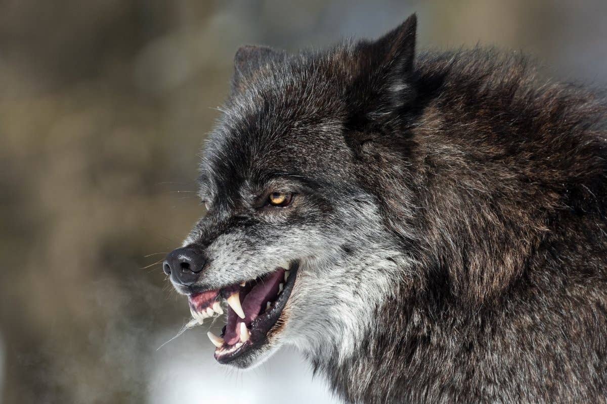 Remarkable Wildlife Discoveries You Missed in 2025 - Owlcation