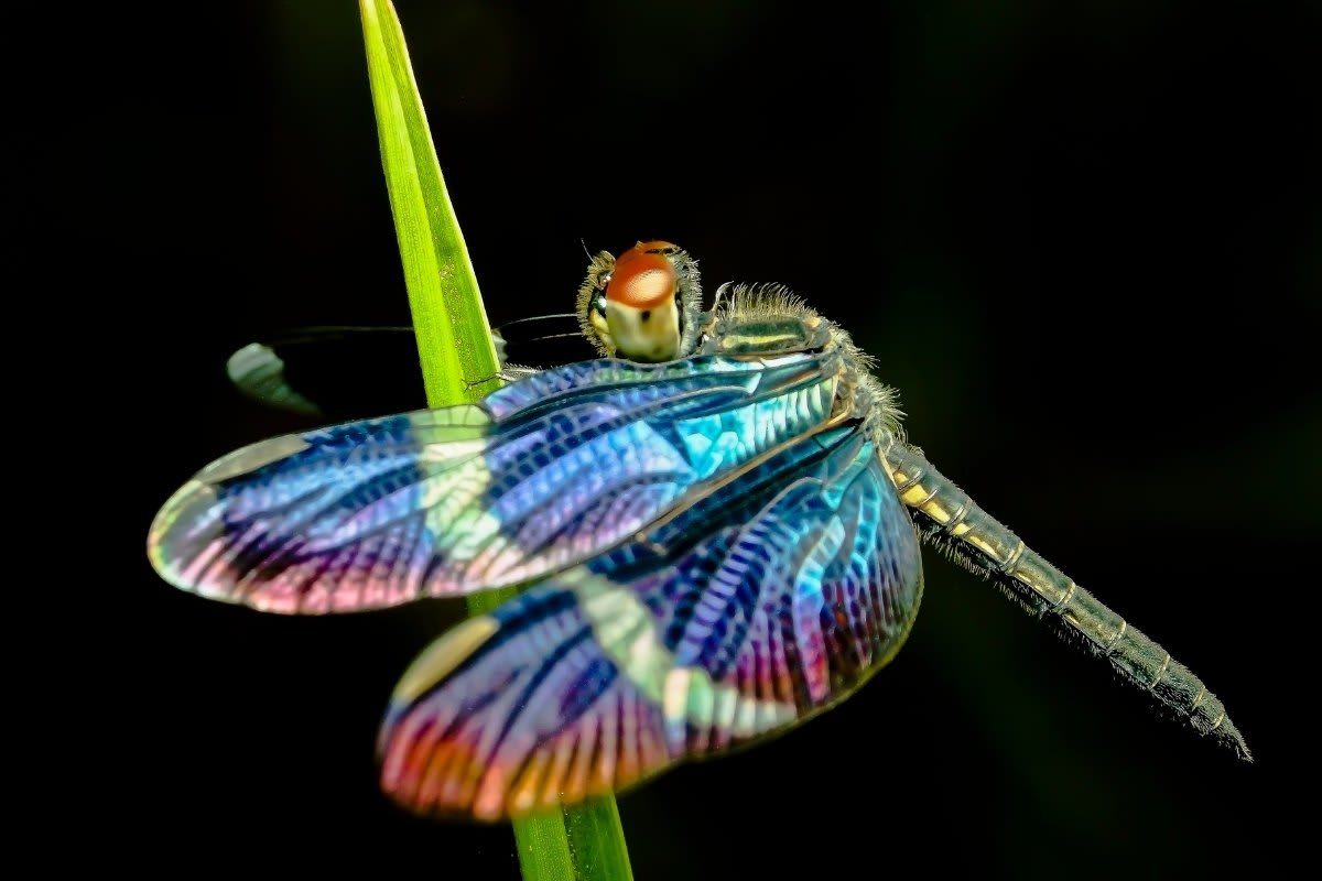 11 Most Beautiful and Amazing Insects - Owlcation
