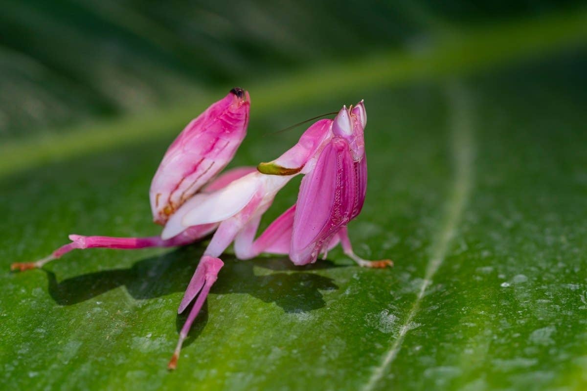 11 Most Beautiful and Amazing Insects - Owlcation