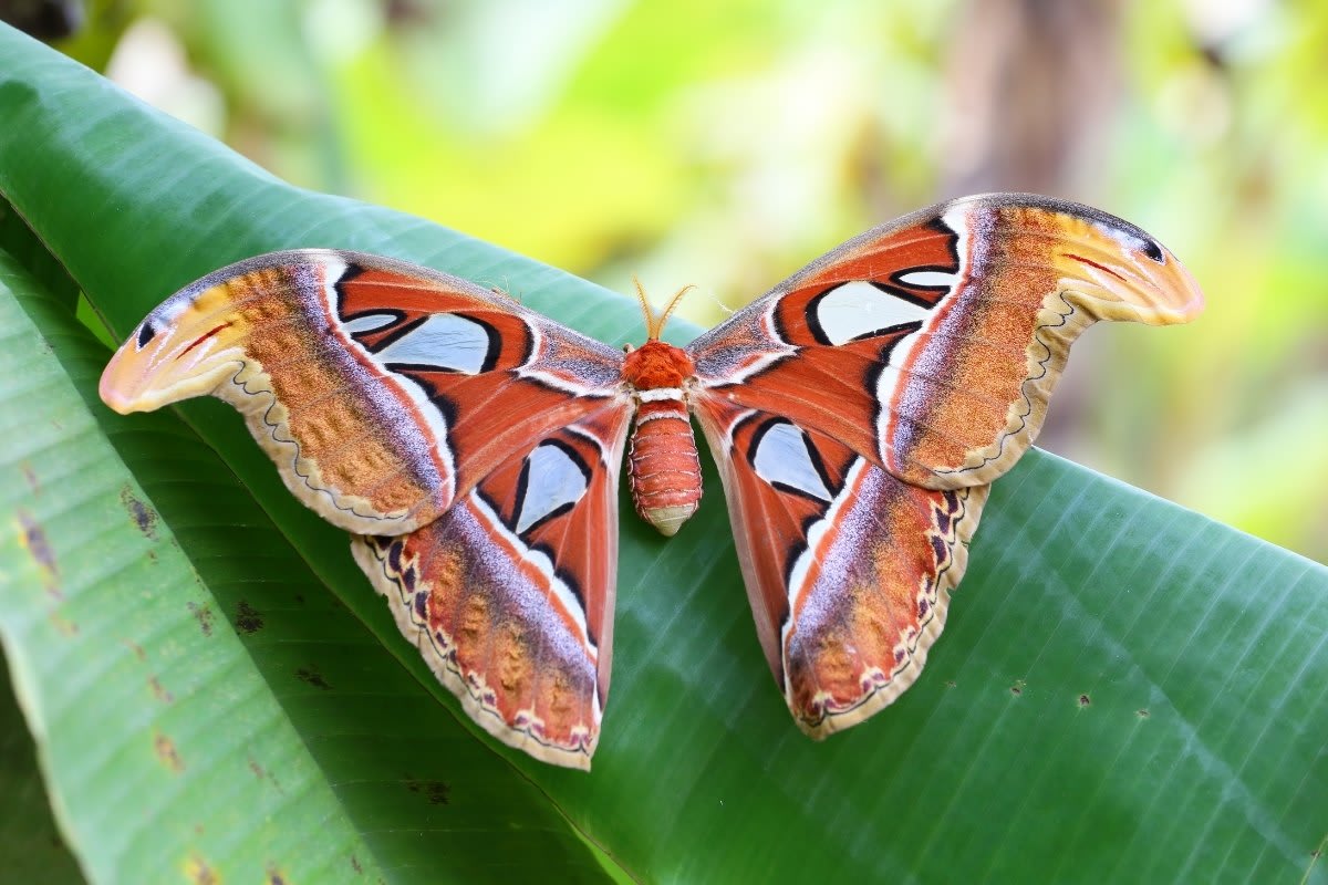 11 Most Beautiful and Amazing Insects - Owlcation