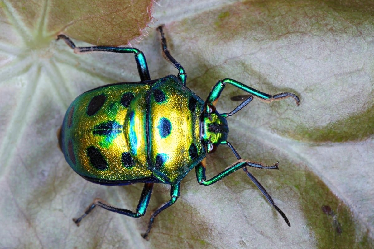 11 Most Beautiful and Amazing Insects - Owlcation