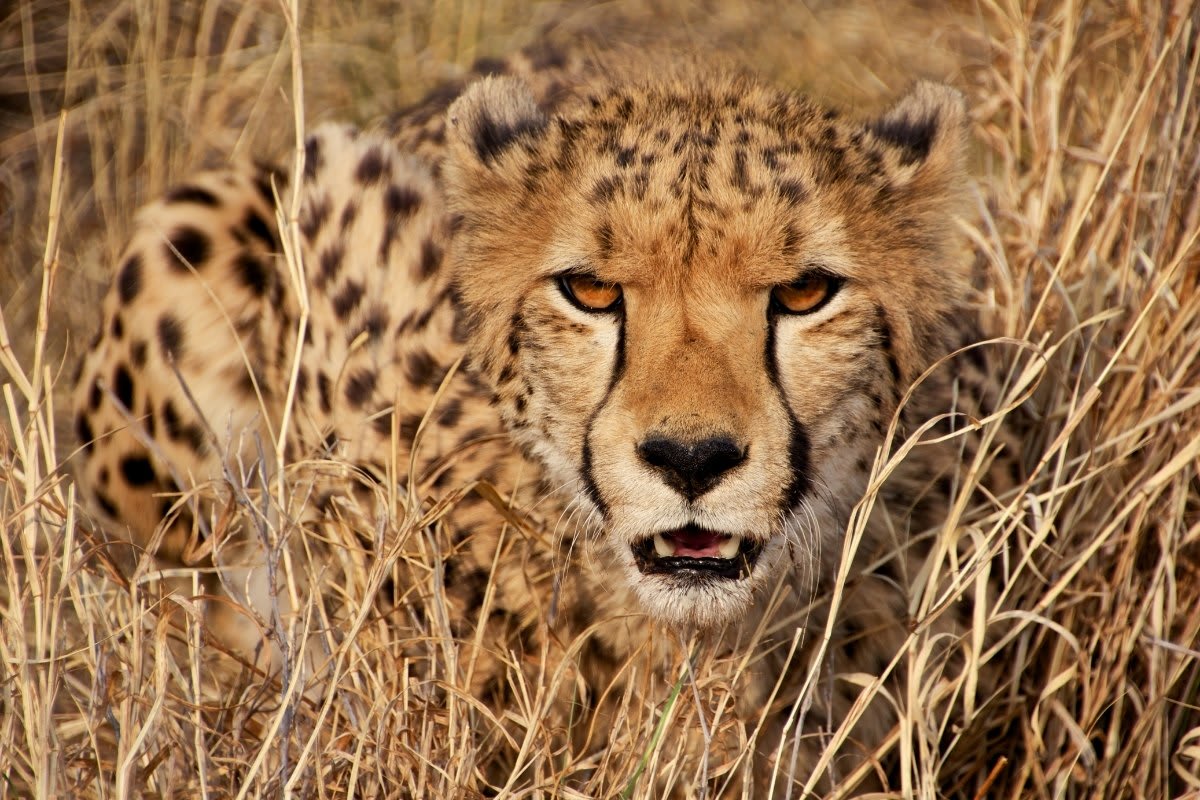 Do Cheetahs Hunt or Kill Humans? The Truth About the World’s Fastest ...